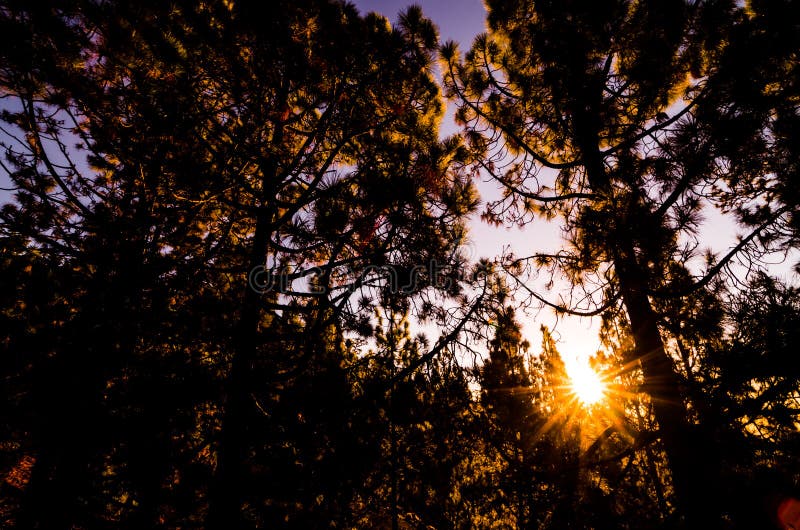 Morning Scene in the Forest Stock Image - Image of mist, plant: 47618263