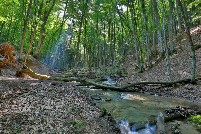 Morning scene in forest stock image. Image of abstract - 32552951