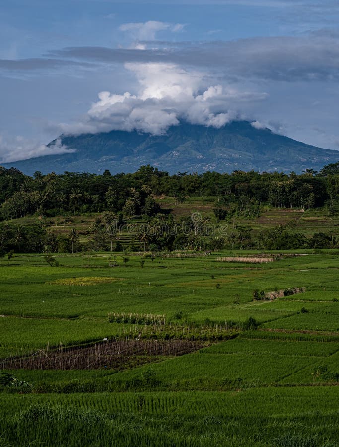Morning Scenery at Village, Rice Field and Mount Merapi Stock Photo ...