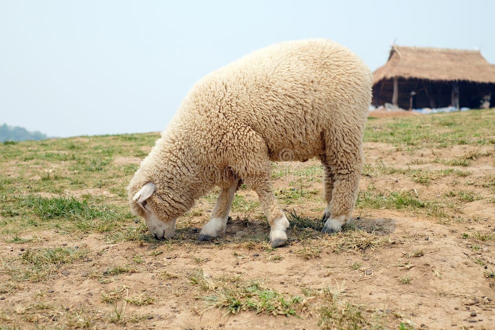 Sheep Eating in the Frame and Complete Mutton. Stock Photo - Image of ...