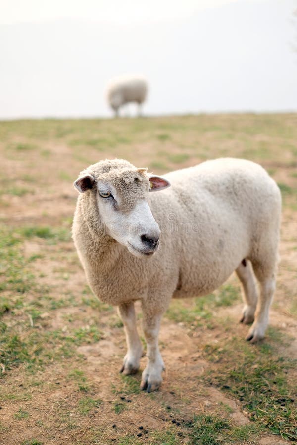 Sheep Eating in the Frame and Complete Mutton. Stock Image - Image of ...
