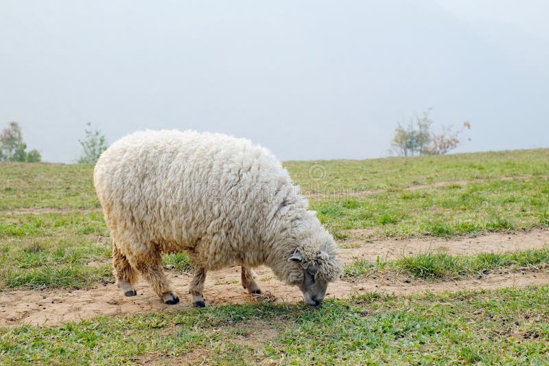 Sheep Eating in the Frame and Complete Mutton. Stock Image - Image of ...