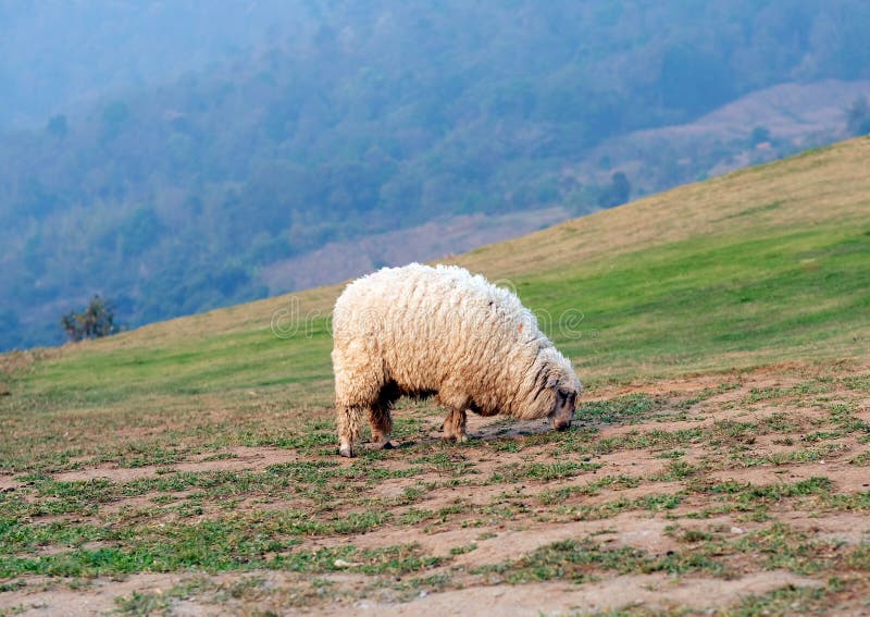Morning Sheep Eating in the Frame for People and Complete Mutton Stock ...