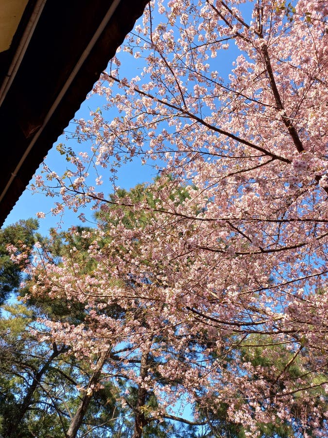 Morning Shot of Cherry Blossom Stock Photo - Image of shot, morning ...