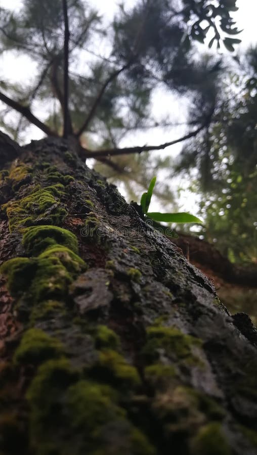 A morning side of branch stock photo. Image of wilderness - 254061234