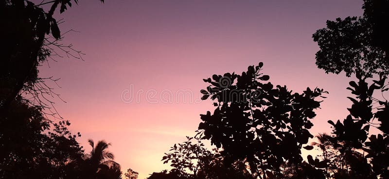 Morning Sky Make the Shadow Trees Stock Image - Image of plant ...