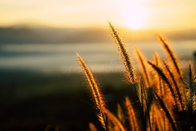 Morning Sky, the Sun Rises on the Grass. Stock Photo - Image of nature ...