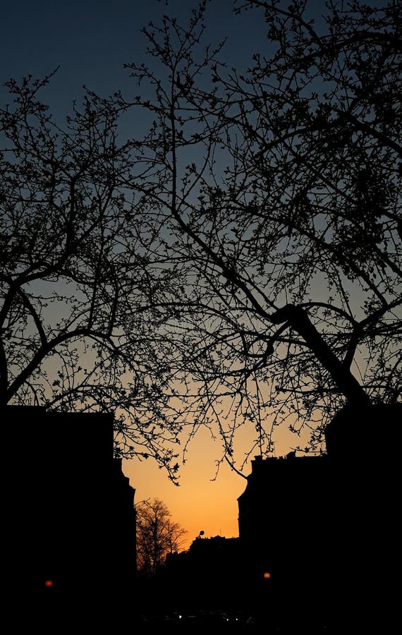 Morning Sky through Tree Branches Stock Photo - Image of sunset, tree ...