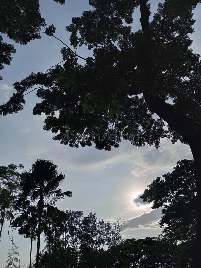 The Morning Sky View with Lot of Trees Stock Photo - Image of branch ...