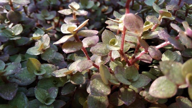 This Morning, Small Leaves Neatly Arranged on the Stem Stock Image ...
