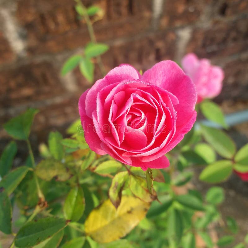 At Morning smiling Rose stock photo. Image of yellow - 214748500