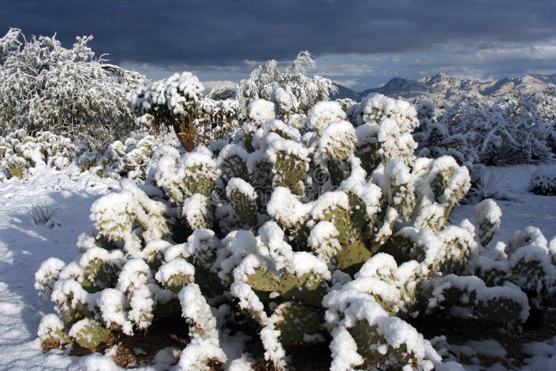 Snow Cactus stock photo. Image of cactus, snowstorm, arizona - 1831306
