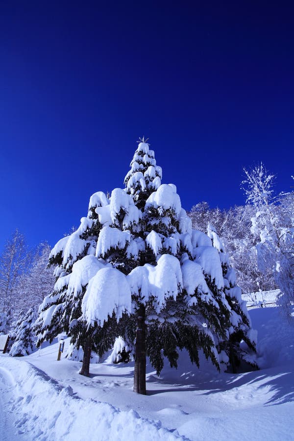 Morning of snow stock image. Image of park, gray, country - 2438279