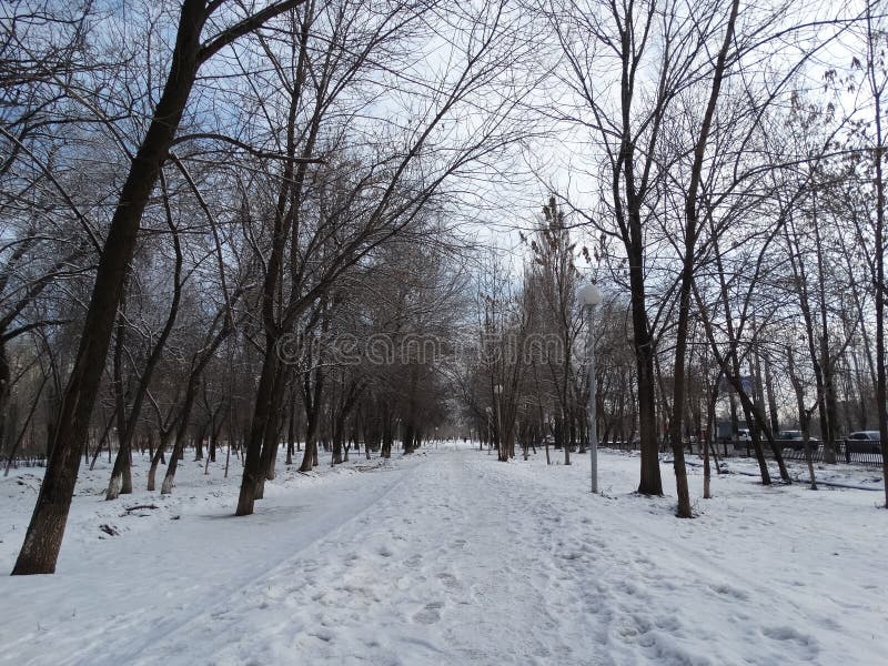 The Morning after a Snowfall Stock Photo - Image of morning, snow ...