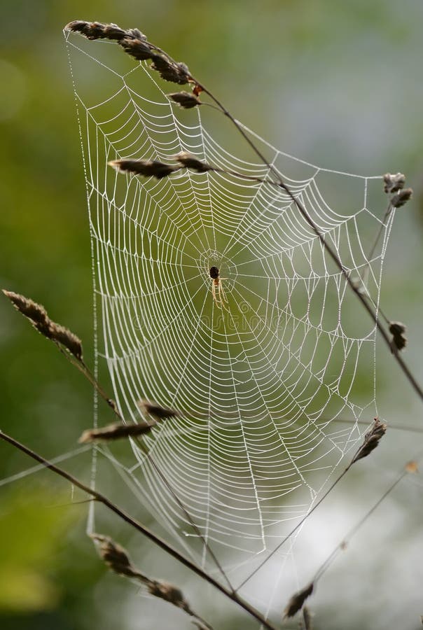 Morning spider web stock image. Image of plant, season - 26446717