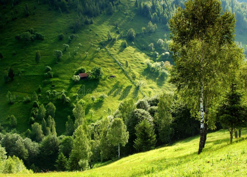 Morning Spring stock photo. Image of nature, dark, star - 3710814