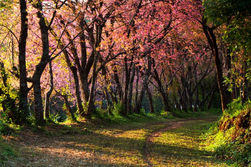 Morning in spring forest stock photo. Image of nature - 13104272