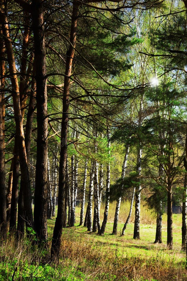 Morning in spring forest stock photo. Image of outdoors - 30918324