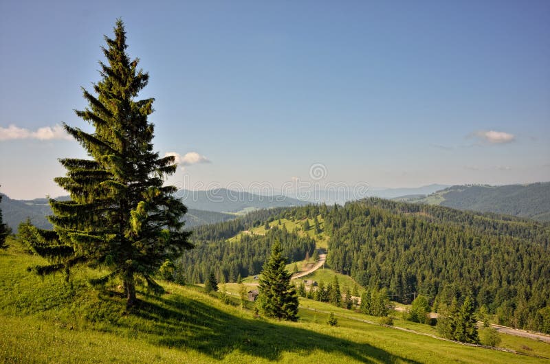 Morning Spring in the Mountain Stock Photo - Image of forest, peaks ...