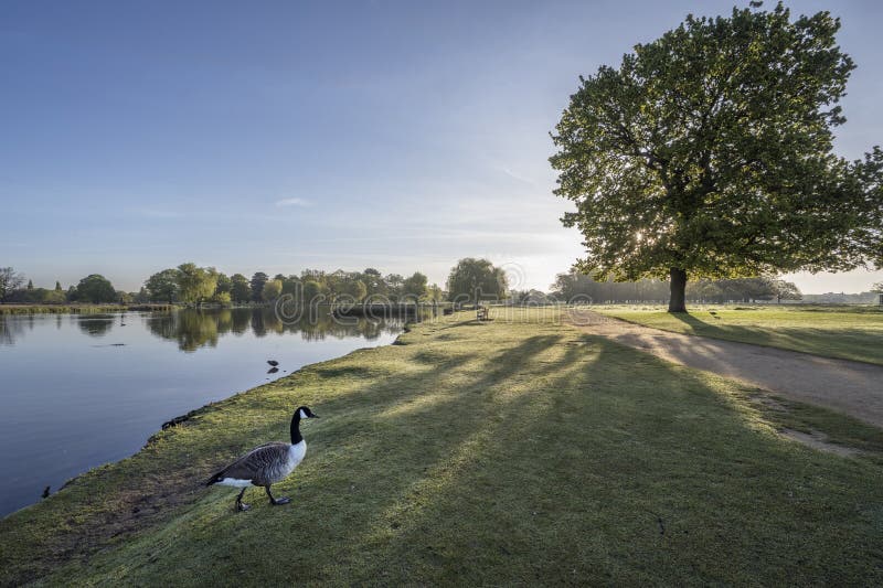 Morning stroll in the park stock photo. Image of springtime - 277128182