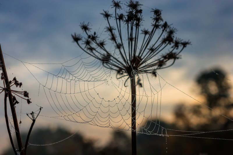 Morning Summer Landscape - View of the Cobweb with Dew on the Grass ...