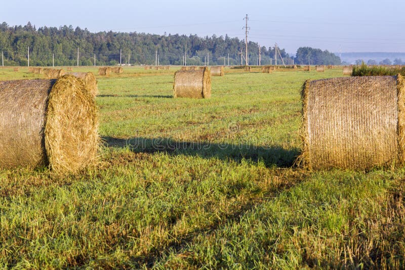 Morning Summer Mist Over the Field. Stock Image - Image of summer ...