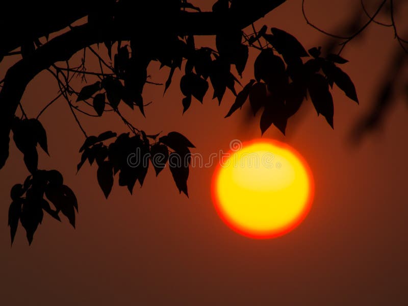 Morning sun stock photo. Image of round, moring, branch - 44756858