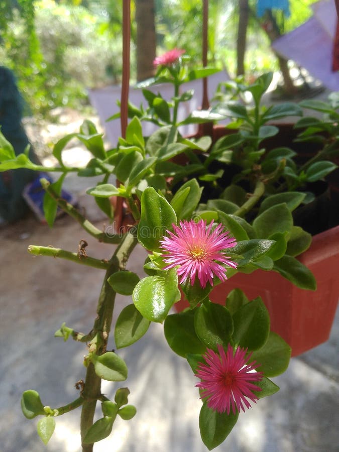 Bathfresh Stock Photos - Free & Royalty-Free Stock Photos from Dreamstime