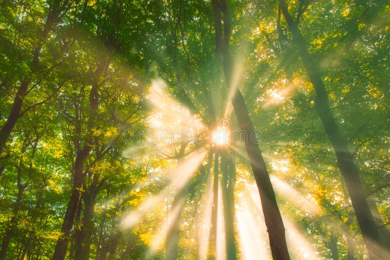 Sun Rays through the Trees in the Forest Stock Image - Image of botany ...