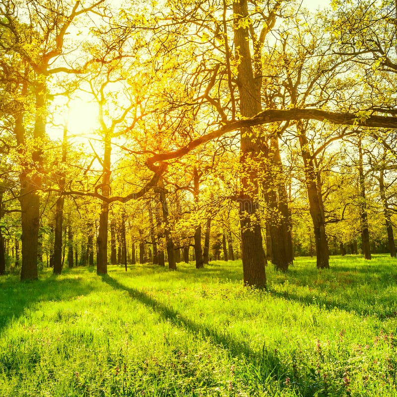 Morning Sun Beams in the Spring Park Stock Image - Image of orange ...