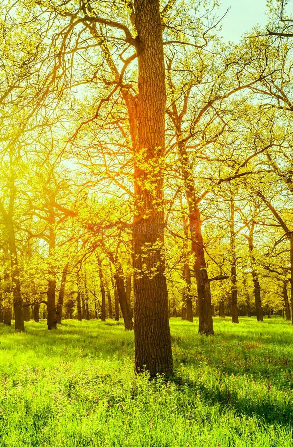 Morning Sun Beams in the Spring Park Stock Image - Image of orange ...