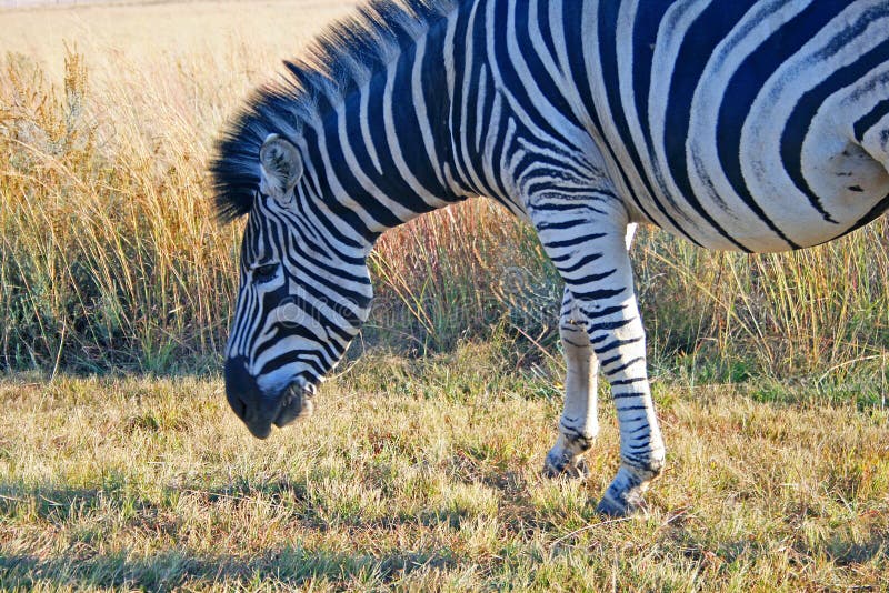 MORNING SUN BEHIND ZEBRA stock photo. Image of outdoors - 94517076