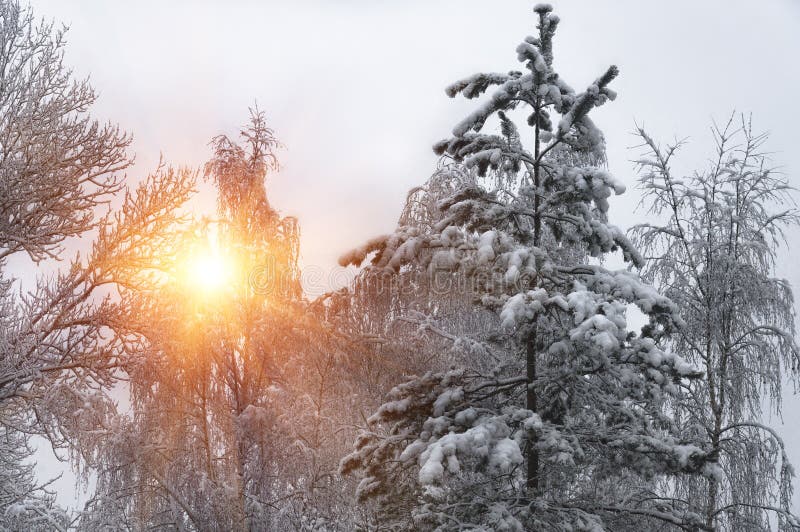 The Morning Sun Breaks through the Snow-covered Trees Stock Photo ...