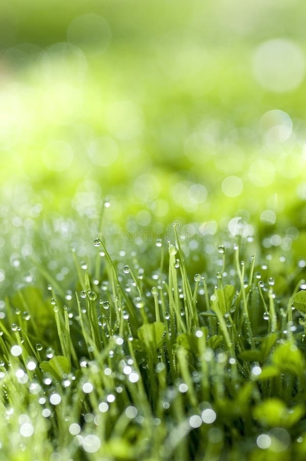 Morning Sun on Dew Drops stock image. Image of drops - 16787309