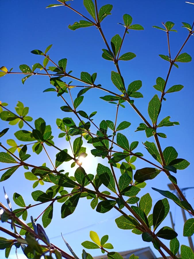 The Morning Sun Glaring through Flock of Leaf Stock Photo - Image of ...