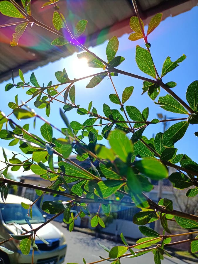 The Morning Sun Glaring through Flock of Leaf Stock Photo - Image of ...