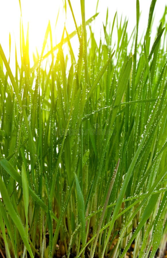 Morning sun green grass stock image. Image of nature - 18512635