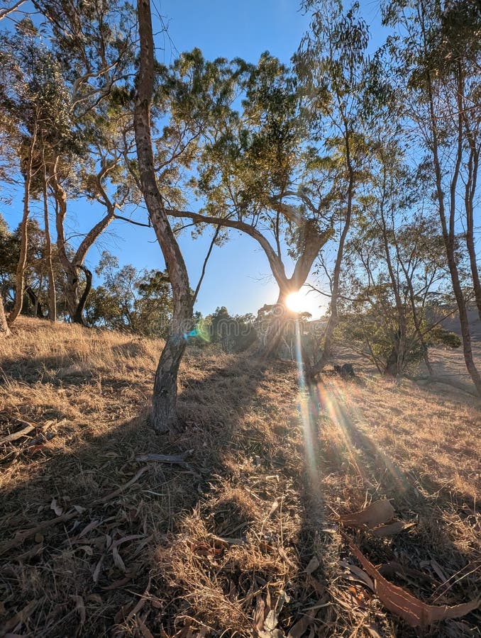 Morning sun and gumtrees stock photo. Image of paddock - 360097372