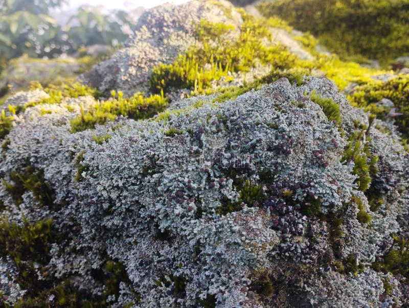 The Morning Sun Illuminates Some of the Moss and Rocks at the Foot of ...