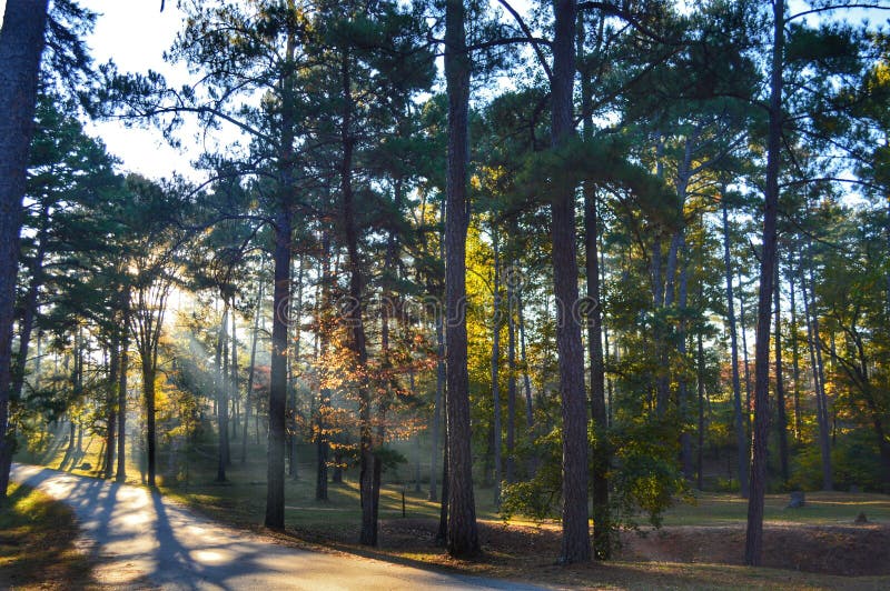 Morning sun stock photo. Image of sunkissed, walk, morning - 46659354