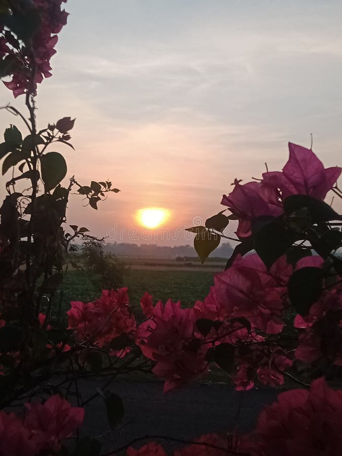 Morning Sun in Indonesia Dengan Bunga Yang Indah Stock Photo - Image of ...