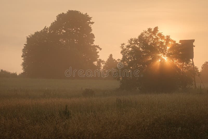 Morning Sun Landscape Scenery with Trees and Field Stock Photo - Image ...