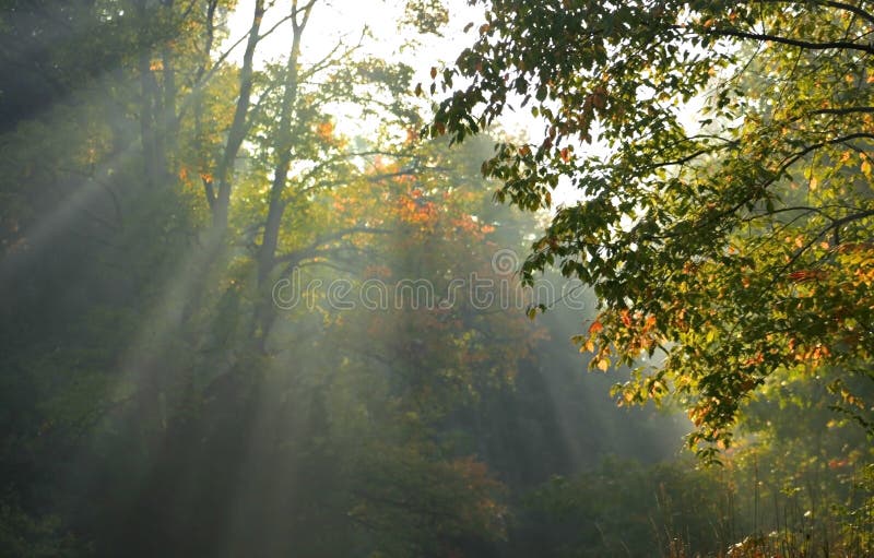 Swan and Streaming Sunshine on Foggy Morning Stock Photo - Image of ...