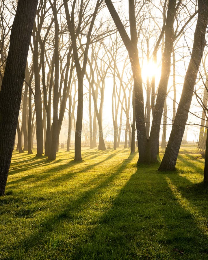 Morning Sun Light Rays Coming Thru Springtime Trees Stock Photo - Image ...