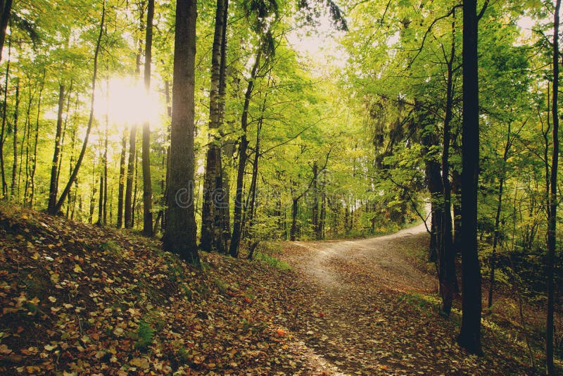 The Morning Sun Makes Its Way Onto a Path Covered with Leaves in a Park ...