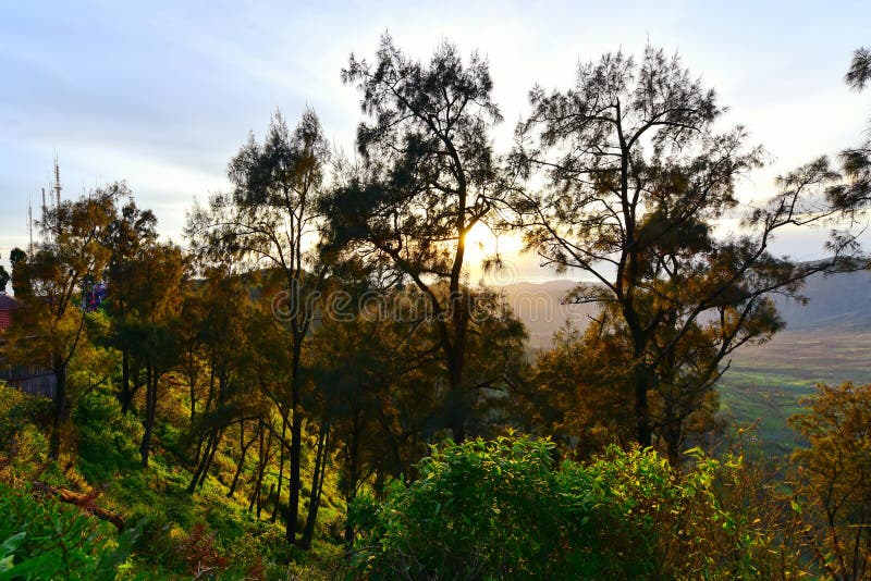 Morning Sun Piercing through the Forest in East Java Stock Image ...