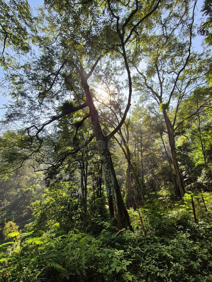 Morning Sun in a Protected Forest that Has Dense Trees Stock Photo ...