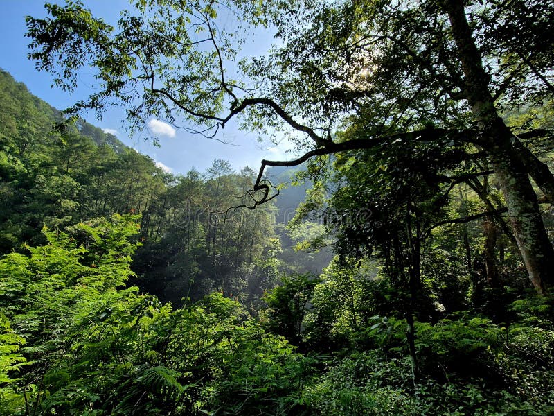 Morning Sun in a Protected Forest that Has Dense Trees Stock Photo ...