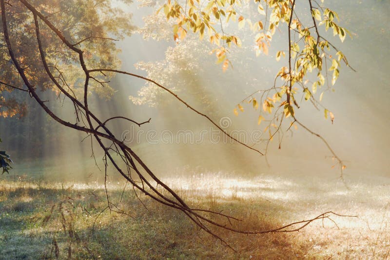 Morning Sun Rays stock photo. Image of backlit, farm, fall - 1452498