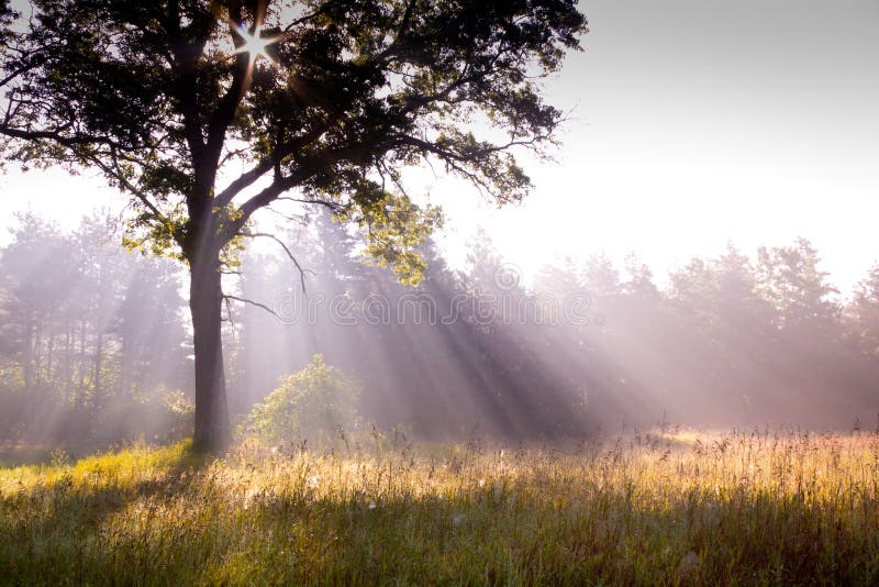 Morning Sun Rays stock photo. Image of rays, field, sunrise - 21095738